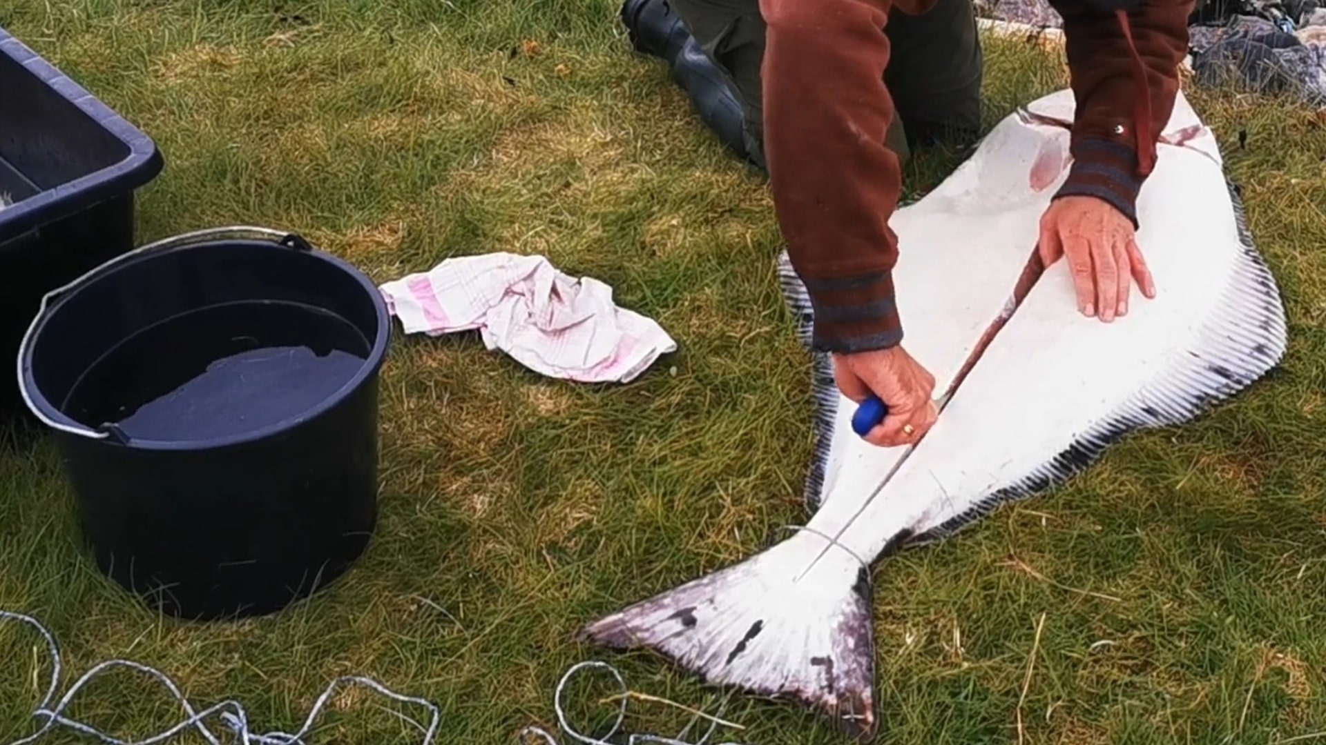 HEILBUTT (weiß) - Der interaktive Fisch-Steckbrief für Angler